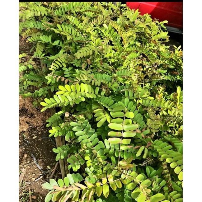 Palawan Cherry Blossoms tree seedlings/Balayong seedlings live Plant ...