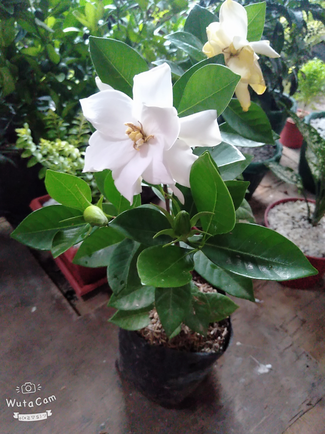 Rosal plan(bangkok variety)big size | Lazada PH