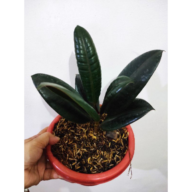 Black Prince Rubber Tree (Rare - Imported from Thailand Limited Stocks ...