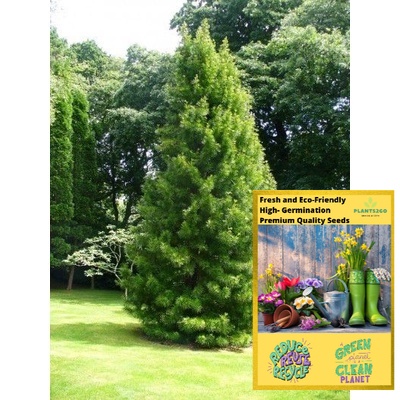 buy one get one free，50 seeds (not plants) Japanese Umbrella Pine Tree ...