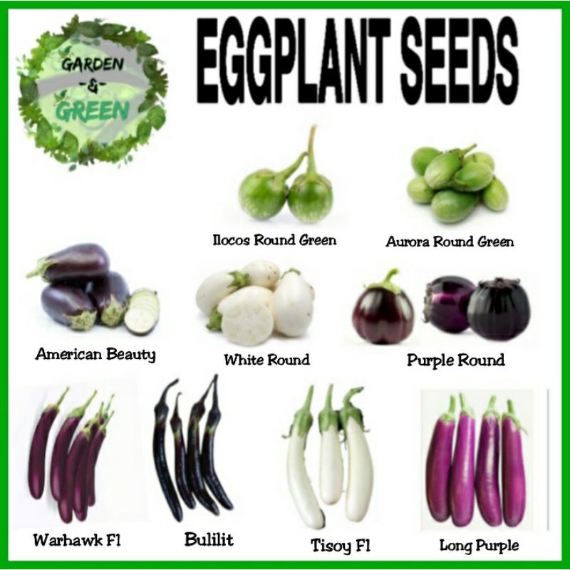 Eggplant/Talong seeds (Black Beauty ︎Tisoy ︎bulilit ︎bilog green ︎long ...
