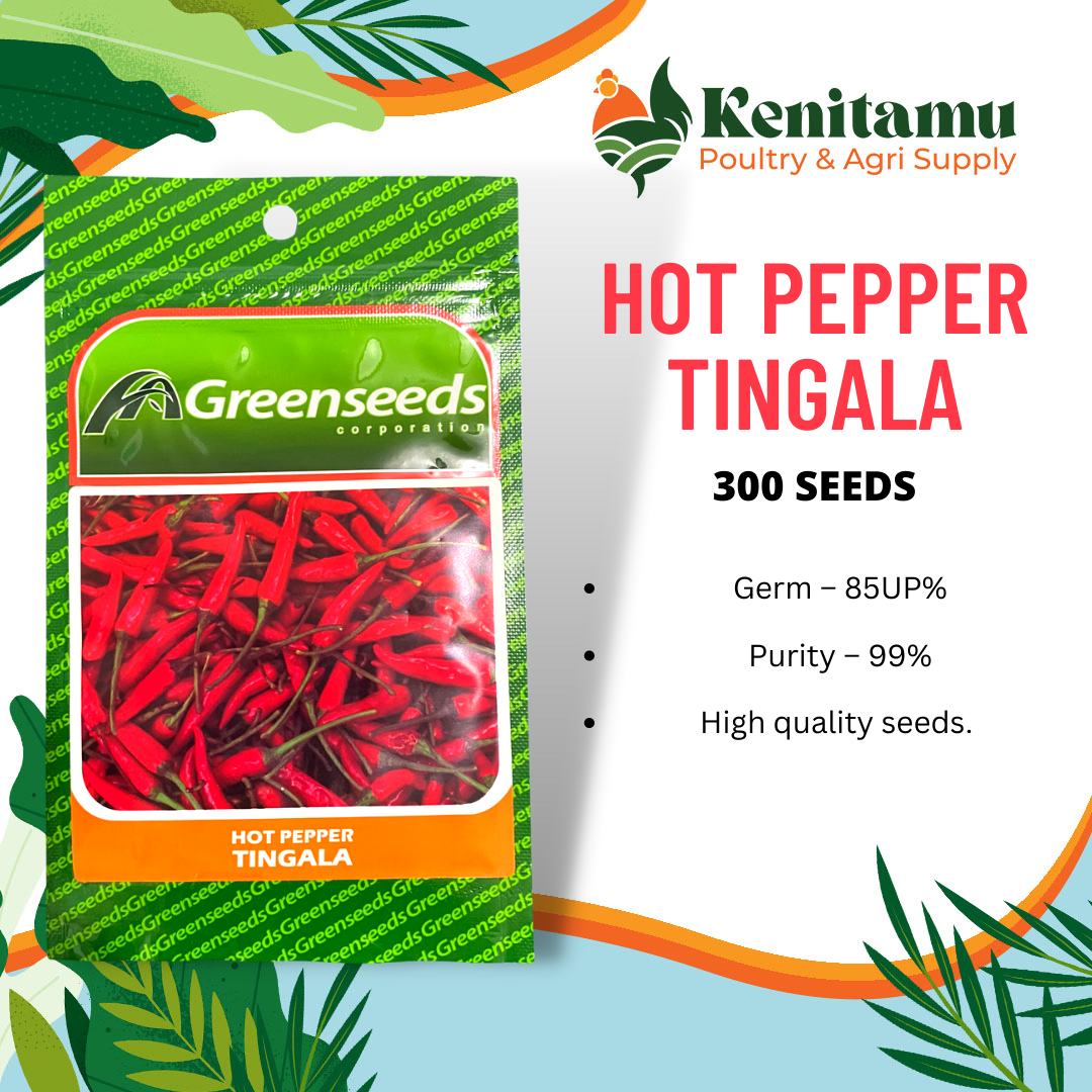 GREENSEEDS HOT PEPPER TINGALA 300 SEEDS | Lazada PH