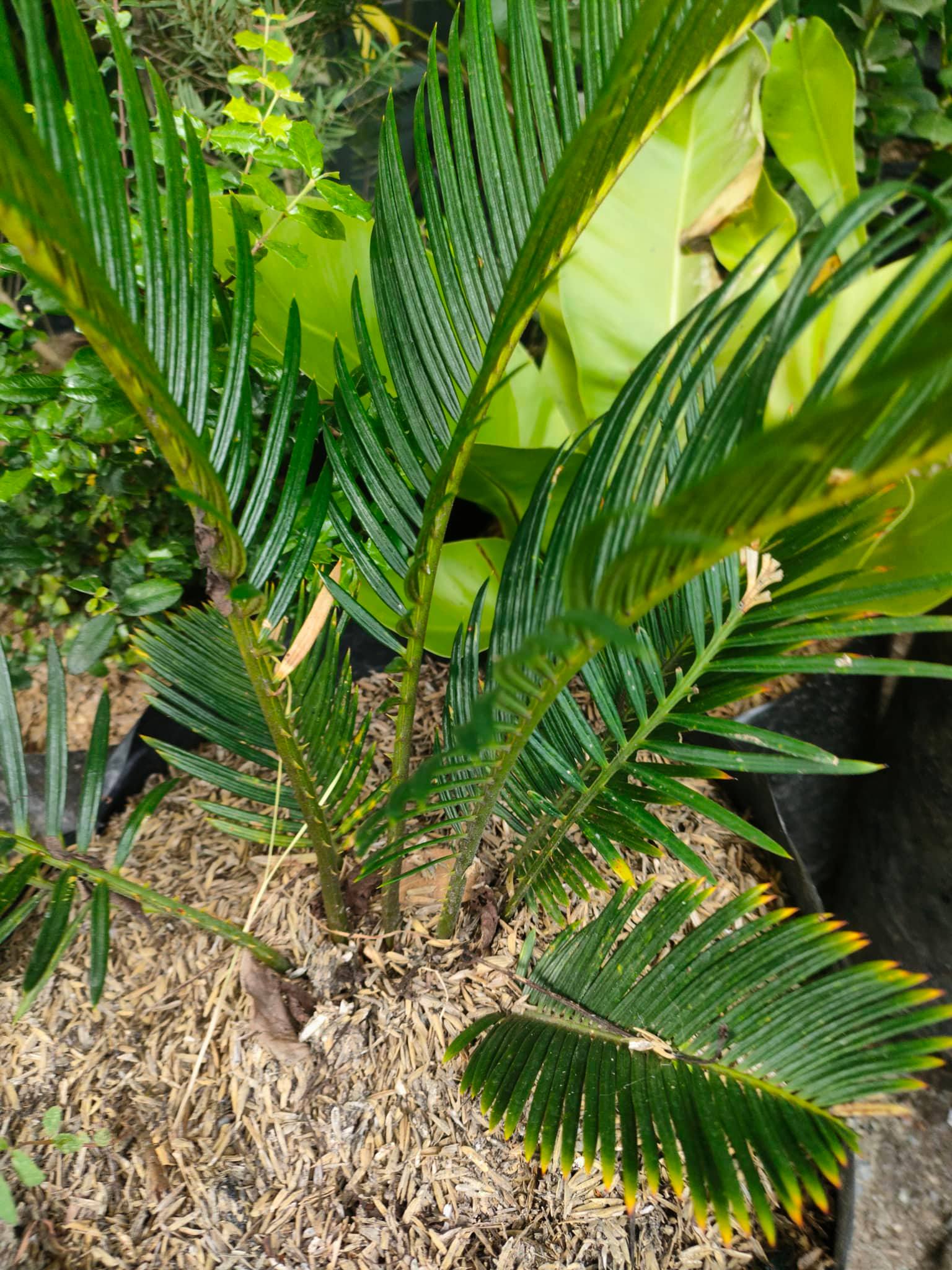 SAGO PALM or OLIVA PALM-FOR GARDEN AND LANDSCAPE-STABLE ROOTS-READY TO ...
