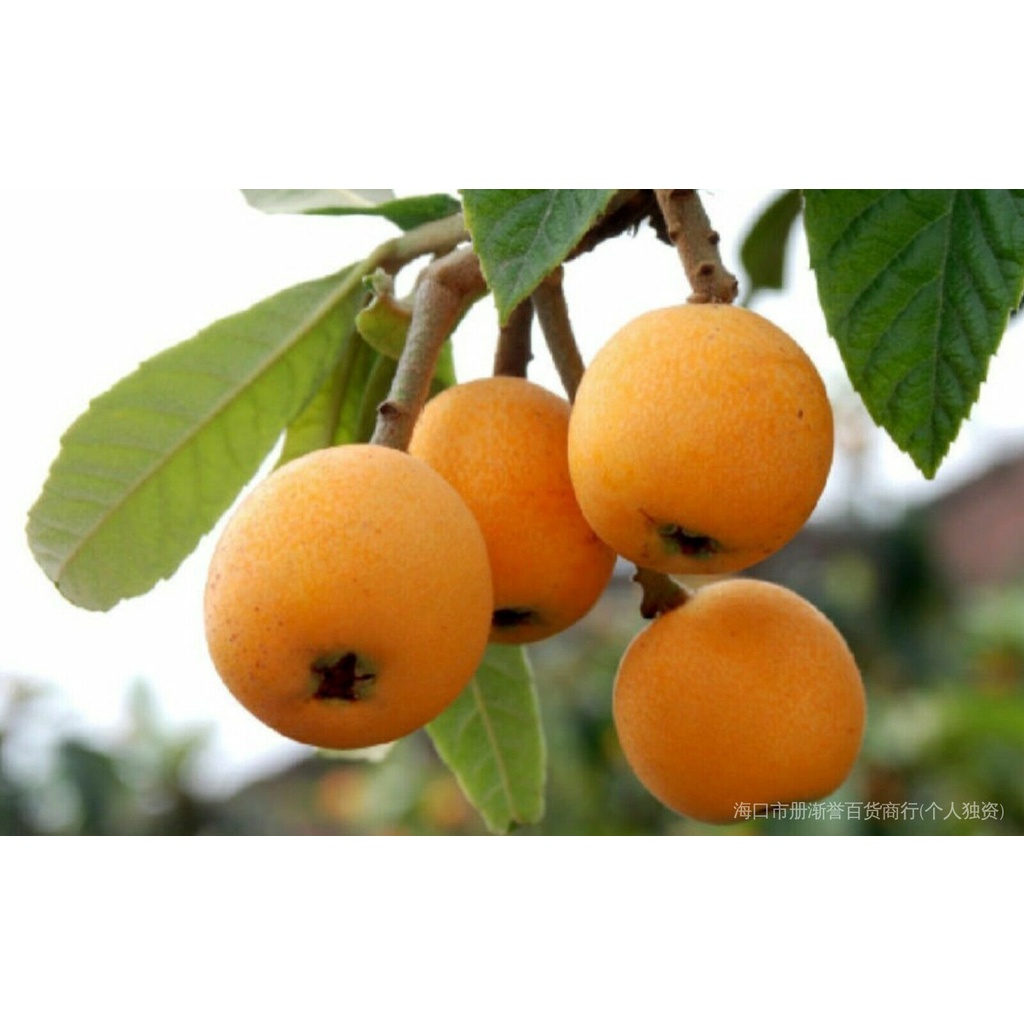 50 Seeds (buy 2 get 1 free) Fresh Japanese Loquat Evergreen Plant Sweet ...