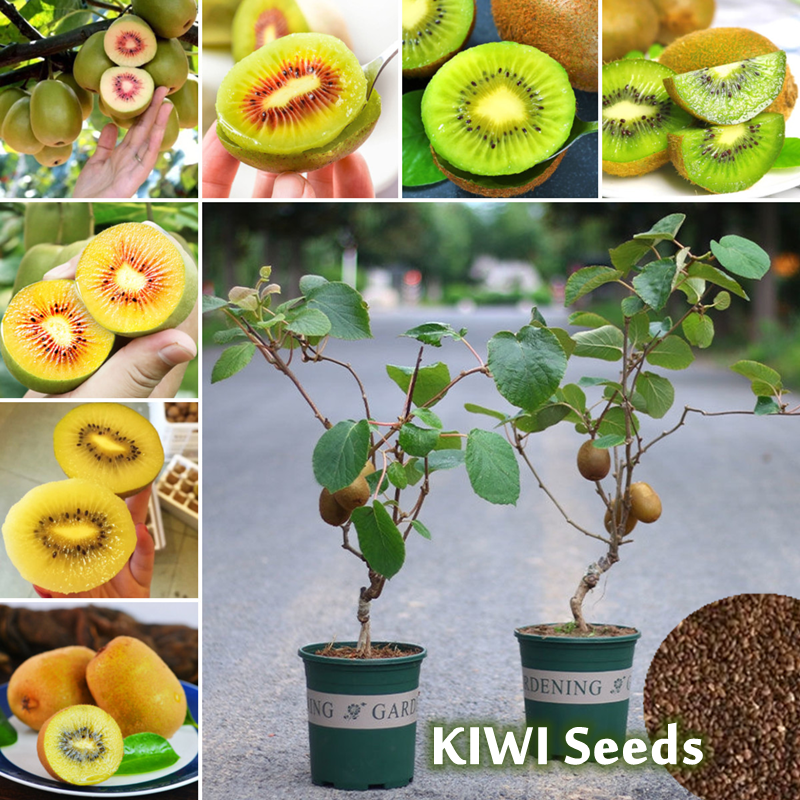[Quick Delivery] Mixed Varieties Sweet KIWI Seeds for Planting (300 ...