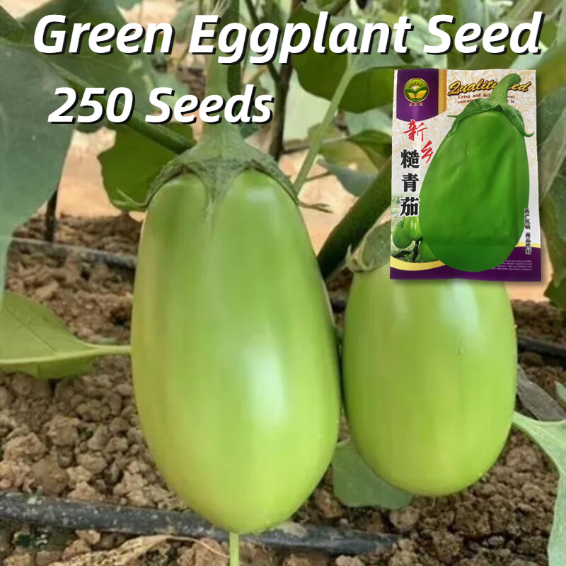 High Yield Green Eggplant Seeds (250 Seed) 糙青茄 biji benih F1 Hybrid ...