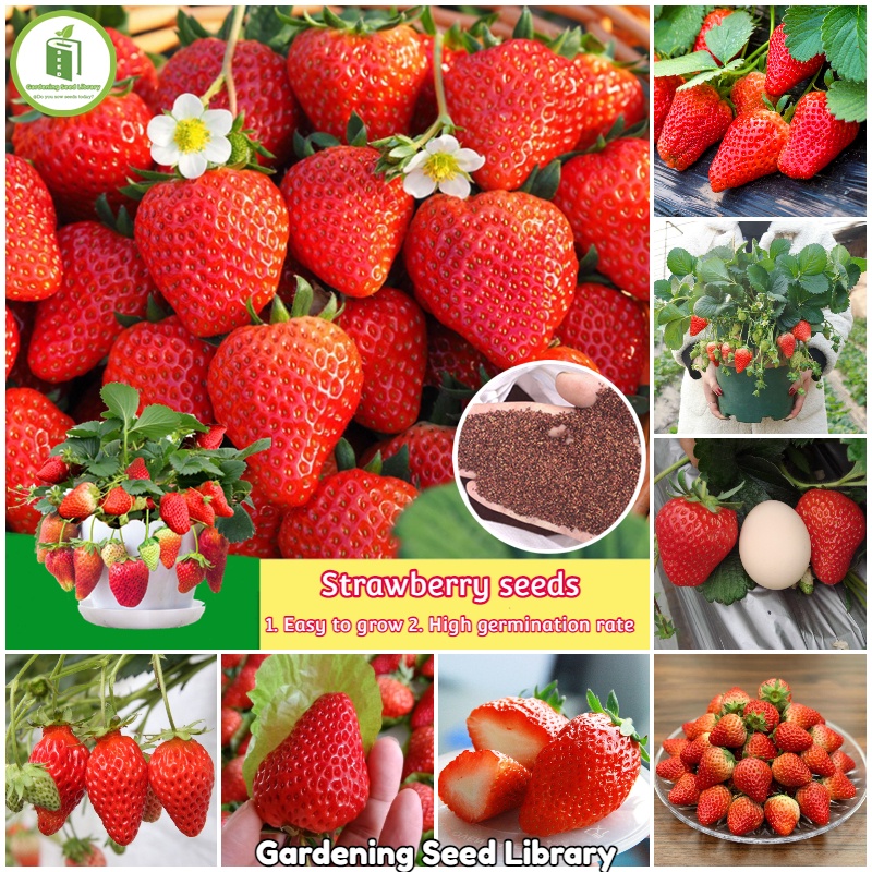 (It's a seed, not a plant!)[Easy to grow] Strawberry Seeds for Planting ...