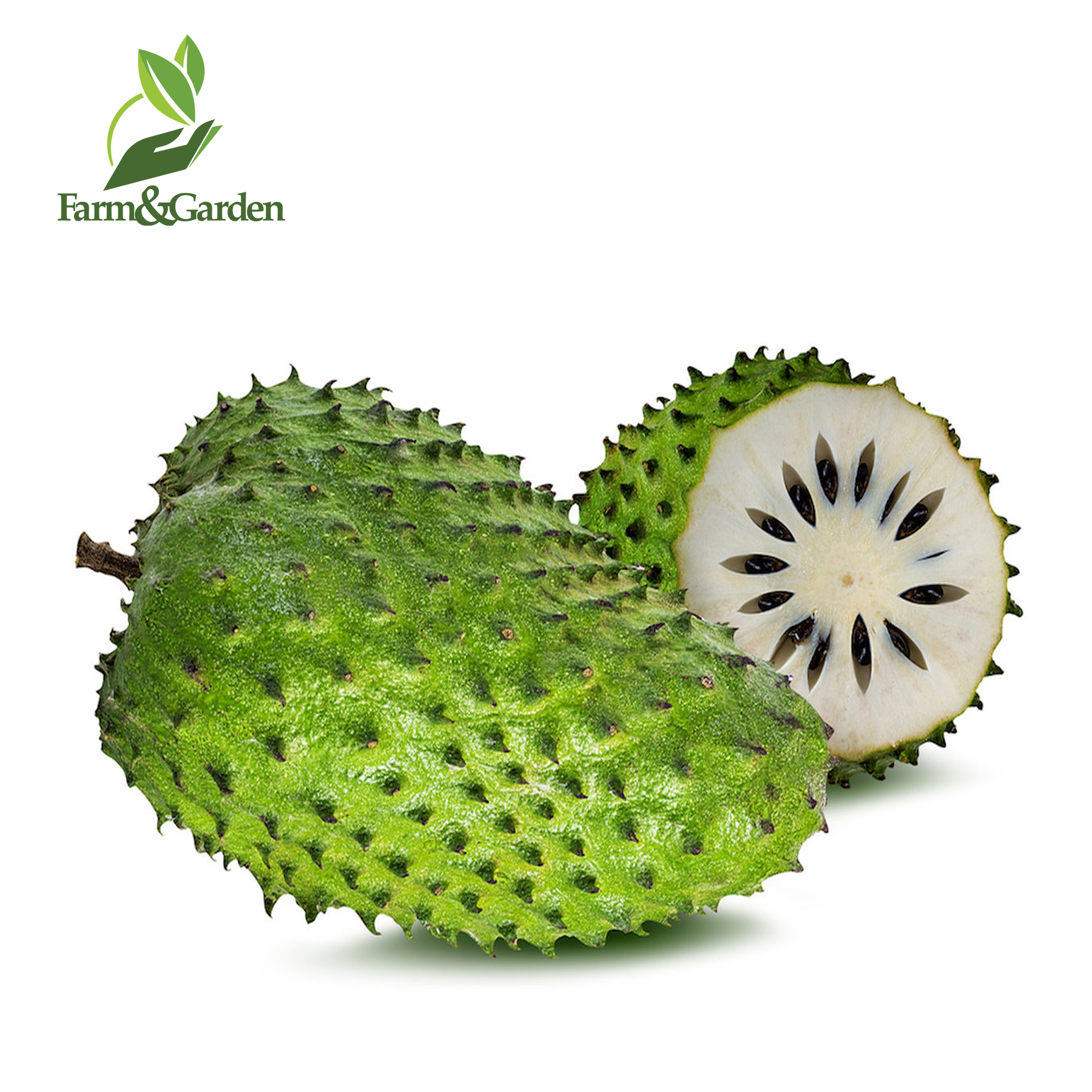 Soursop (Guyabano) - 10 seeds | Lazada PH