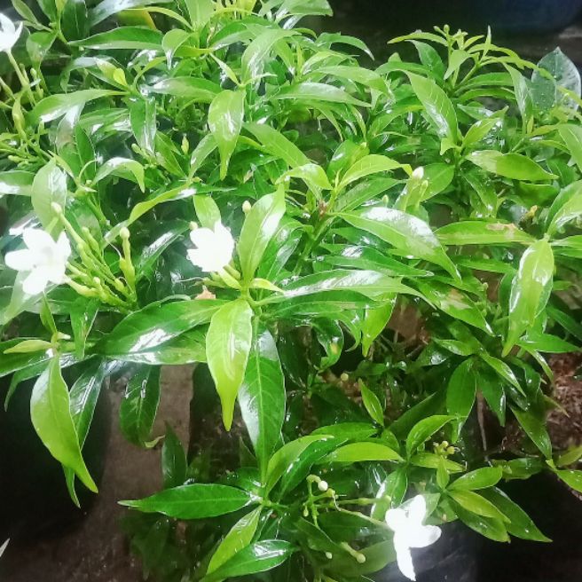 Pandacaqui | Lazada PH