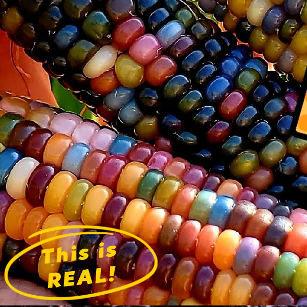 Ornamental Corn Seeds & Edible Colored Corn Seeds | Lazada PH
