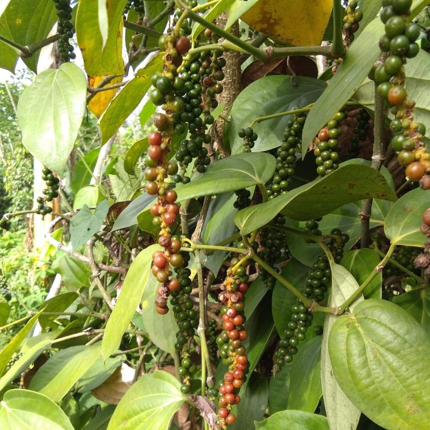 Paminta Seedlings Indian Variety Hybrid | Lazada PH