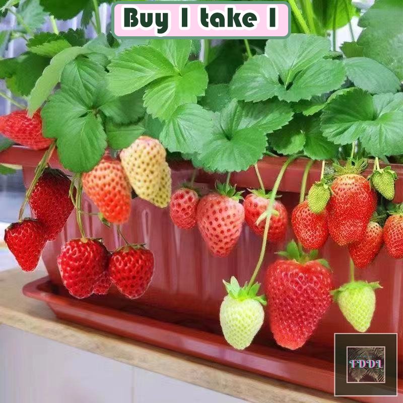 [Buy 1 Take 1]500pcs Sweet Strawberry Seeds Hybrid Bonsai Fruit Tree ...