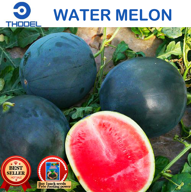 HYBRID WATER MELON SUGAR BABY SEEDS Fruit Seeds | Lazada PH