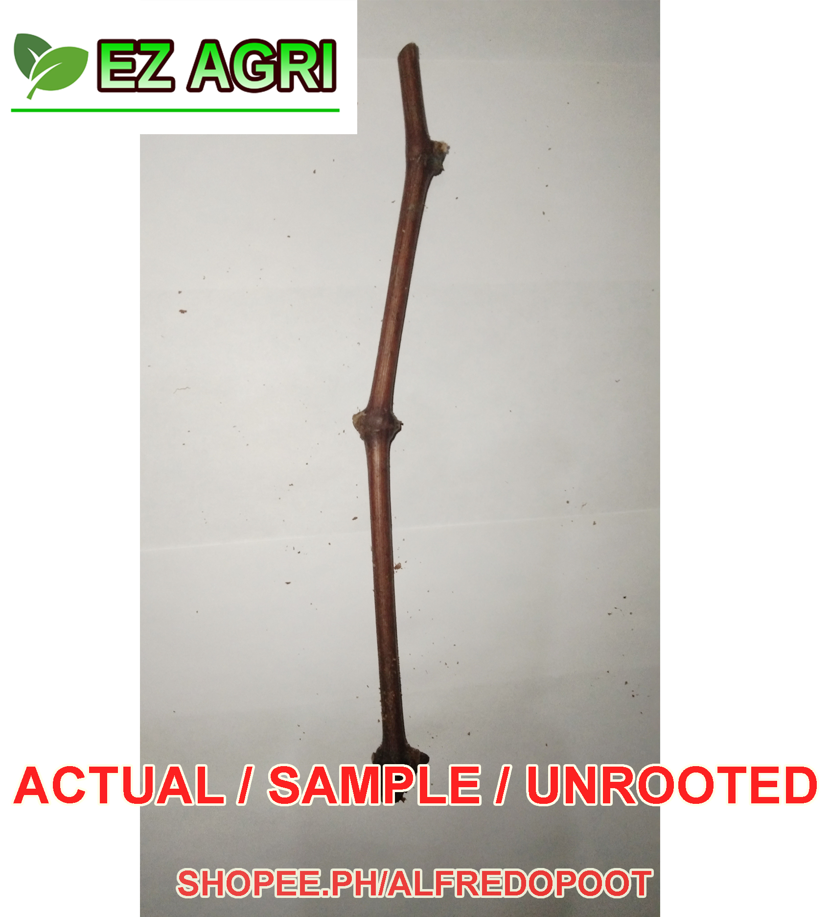 Alfredo poot Grape Cuttings Seedless and Seeded 5 colors grapes all-in ...