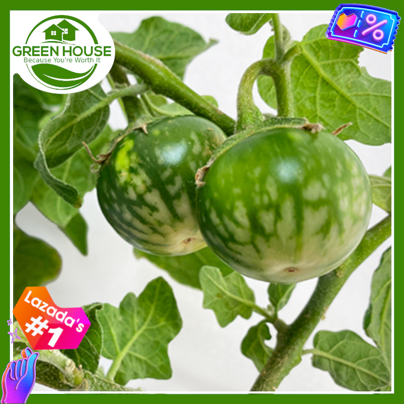 [Green House] Ilocos Thai Eggplant Round Green Seeds for planting ...