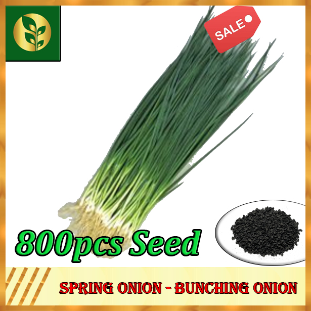 Onion Seeds Scarlet Bandit Bunching - 200+ Seeds, Full Sun, Spring ...