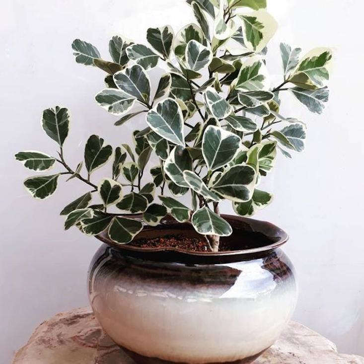 Variegated Ficus Triangularis Live Plant | Lazada PH