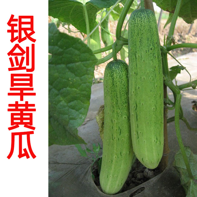 【Silver Sword Old Variety Arid Cucumber Seeds】Taste Strong and ...