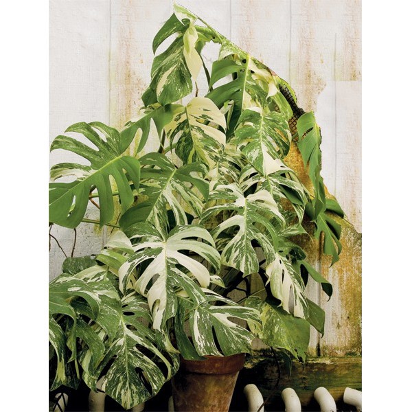 variegated albo monstera deliciosa swiss cheese plant dried seeds high ...
