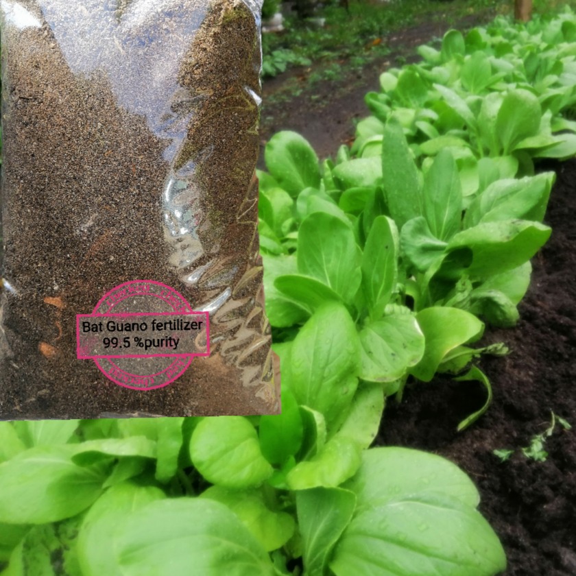 BAT GUANO ORGANIC FERTILIZER 500g "DRIED" BRINGS YOUR GARDEN BACK TO ...