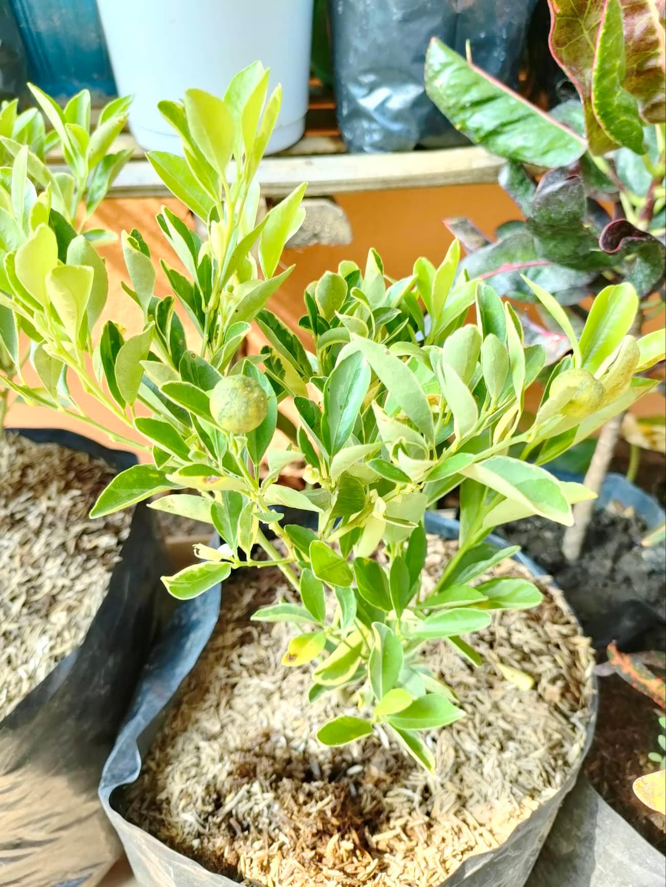 GRAFTED CALAMANSI AND VARIEGATED CALAMANSI REAL PLANTS READY TO PLANTS ...