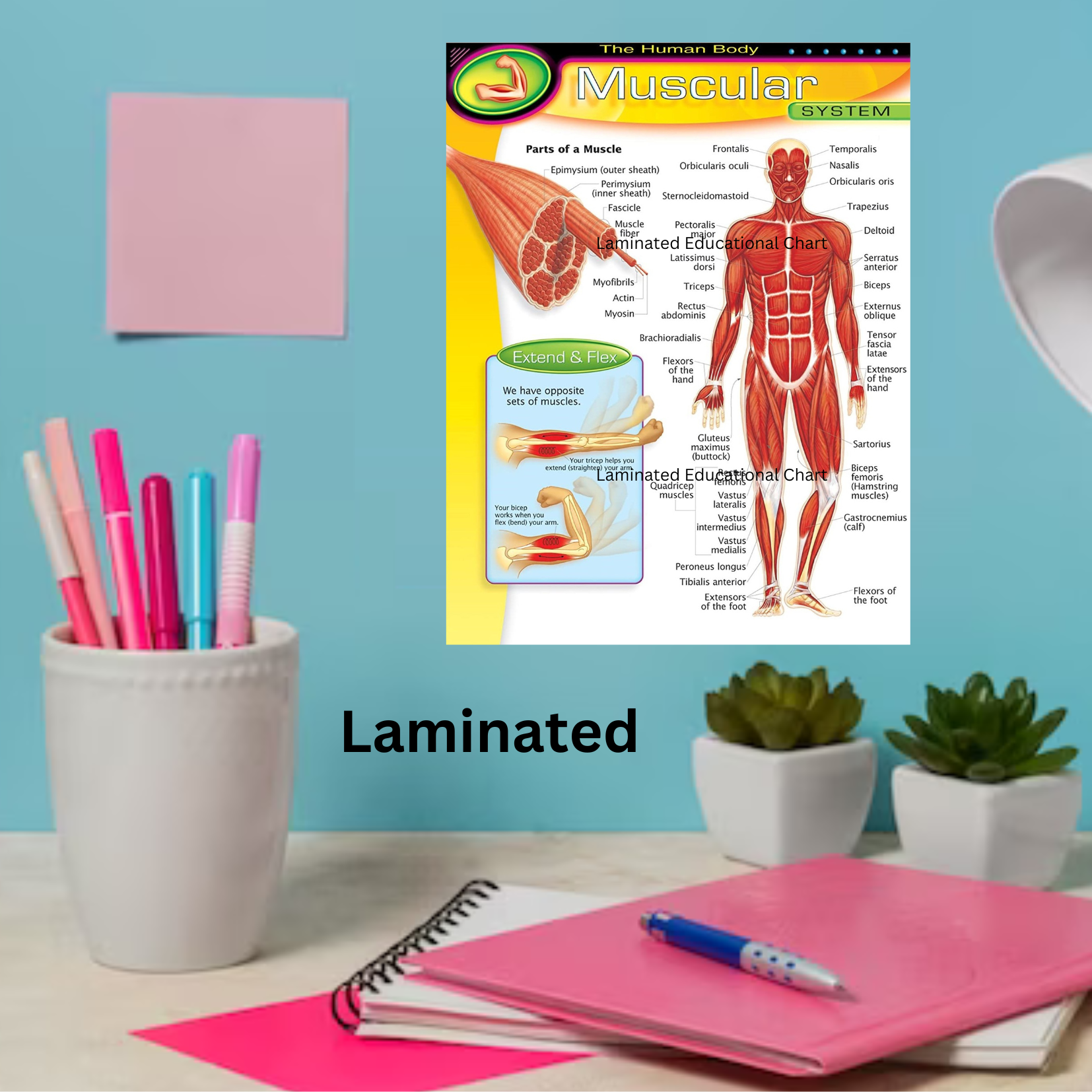 Laminated Digestive System, Nervous System, Respiratory System ...
