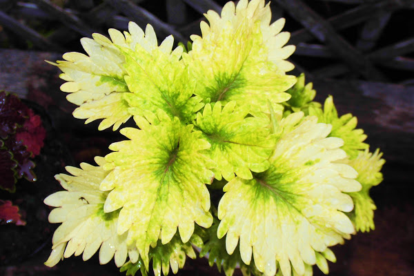 Mayana Live Plants with roots and soil. No cancellation please! | Lazada PH