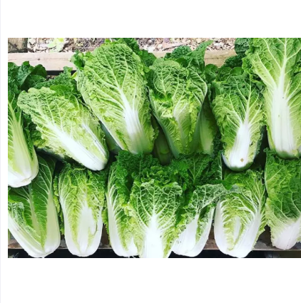 Chinese Cabbage 6grams / Pechay Baguio Seeds Green Challenger ...
