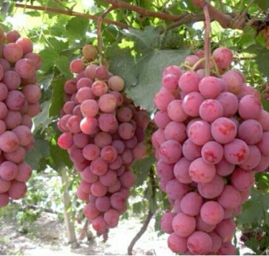 Grapes Red Fruit Seeds Cardinal Variety Sweet Fruit Seed with “Freebies ...
