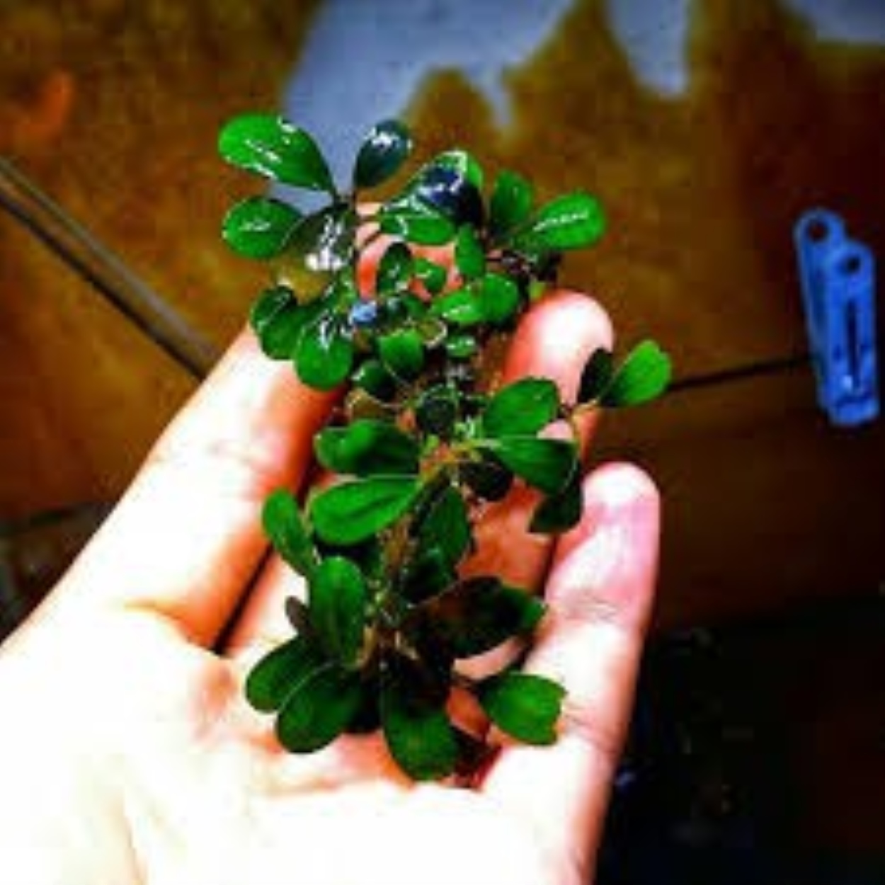 Bucephalandra bucep buce rare Aquatic Plants | Lazada PH