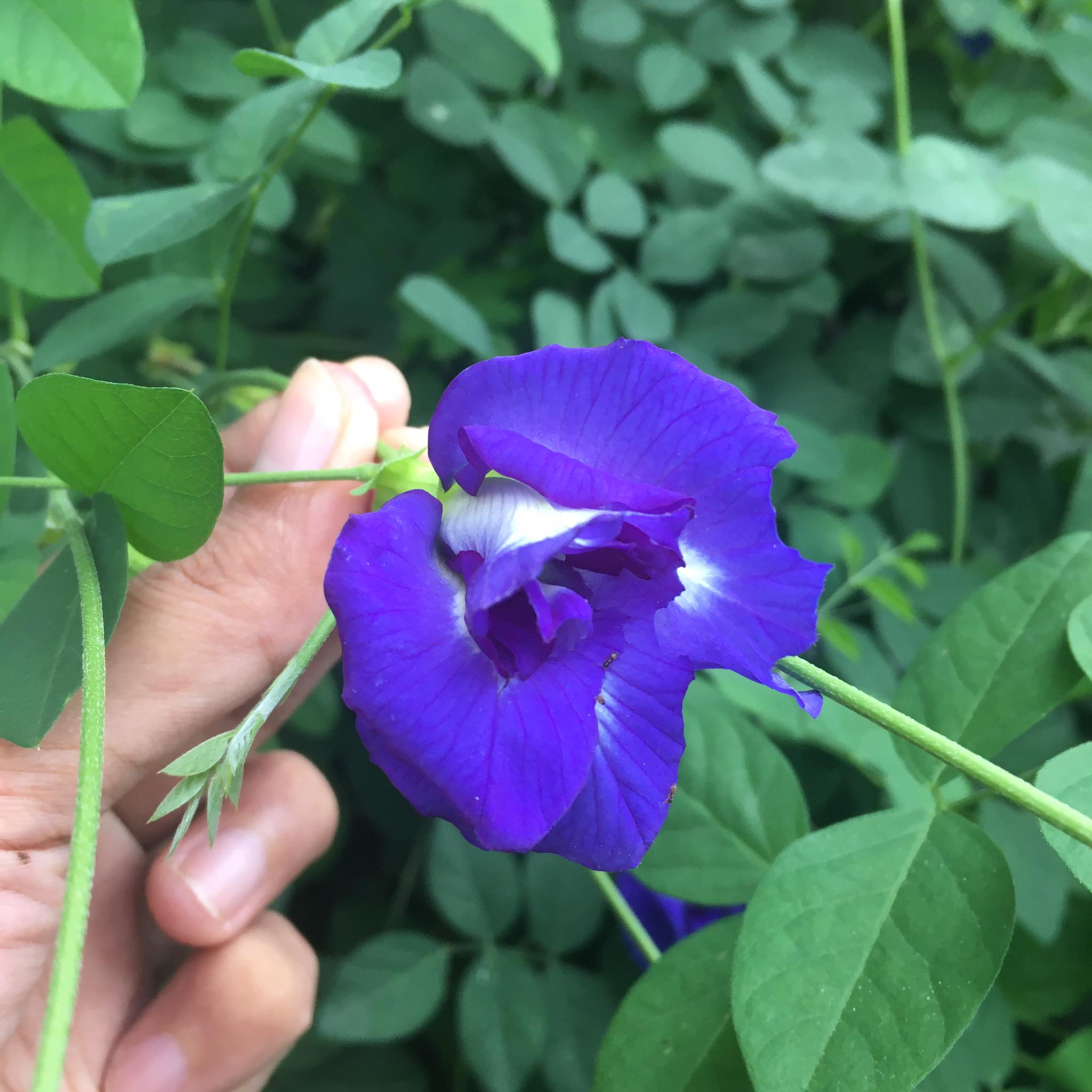 Blue Ternatea 5 Seeds Butterfly Pea Vine Tea Outdoor Plant | Lazada PH