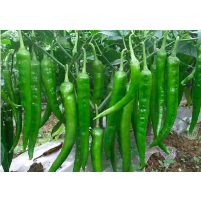 Sili Panigang / Siling Haba / 0.7 gram 90-110 pcs Hot Pepper Green ...