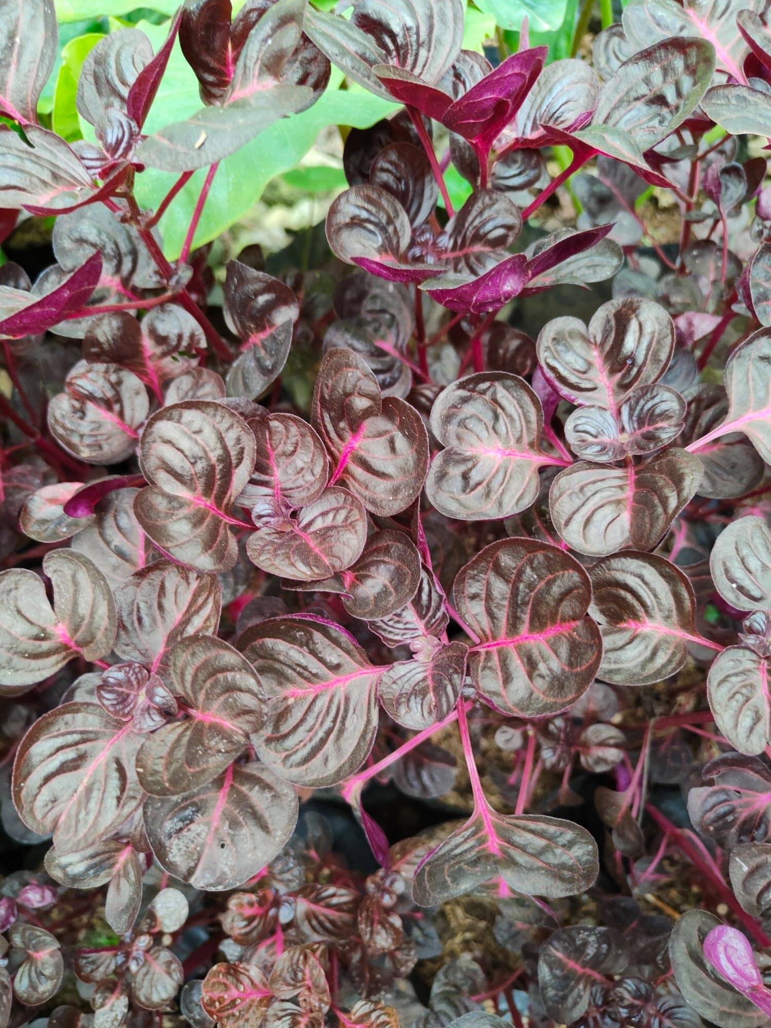 Bloodleaf Plant - Free pot and white pebbles | Lazada PH