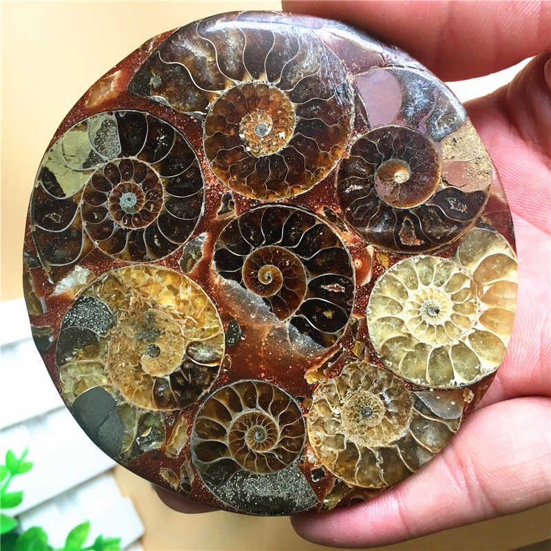 Ammonite fossil stone /Natural stoneGFn | Lazada PH