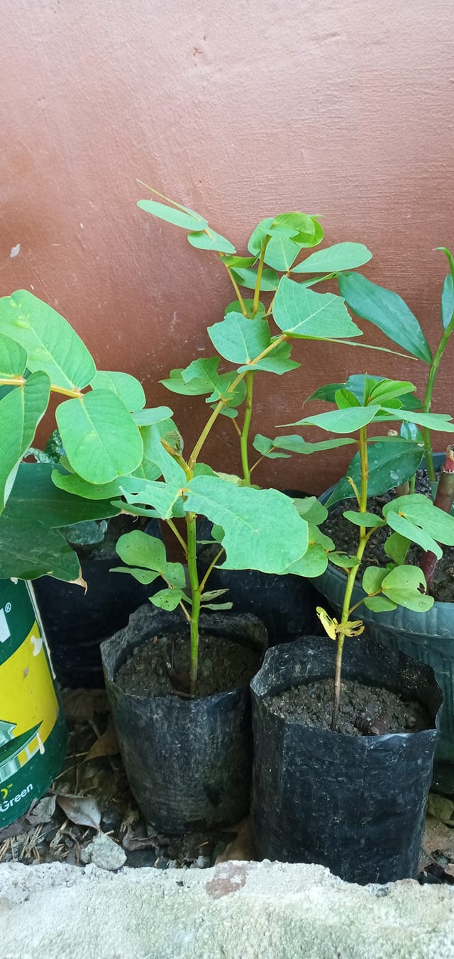 akapulko herbal | Lazada PH