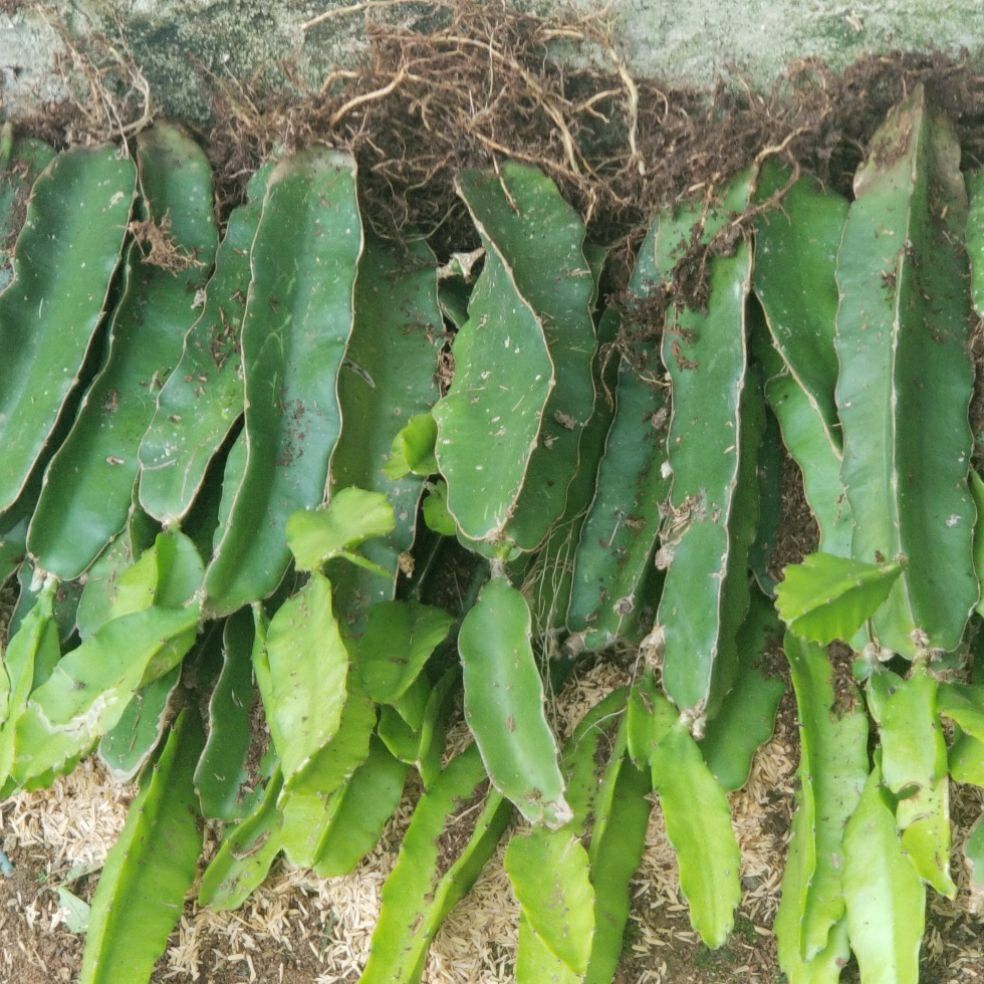 Golden Yellow Dragon fruit cuttings(australian ISIS Variety)buy1take1 ...