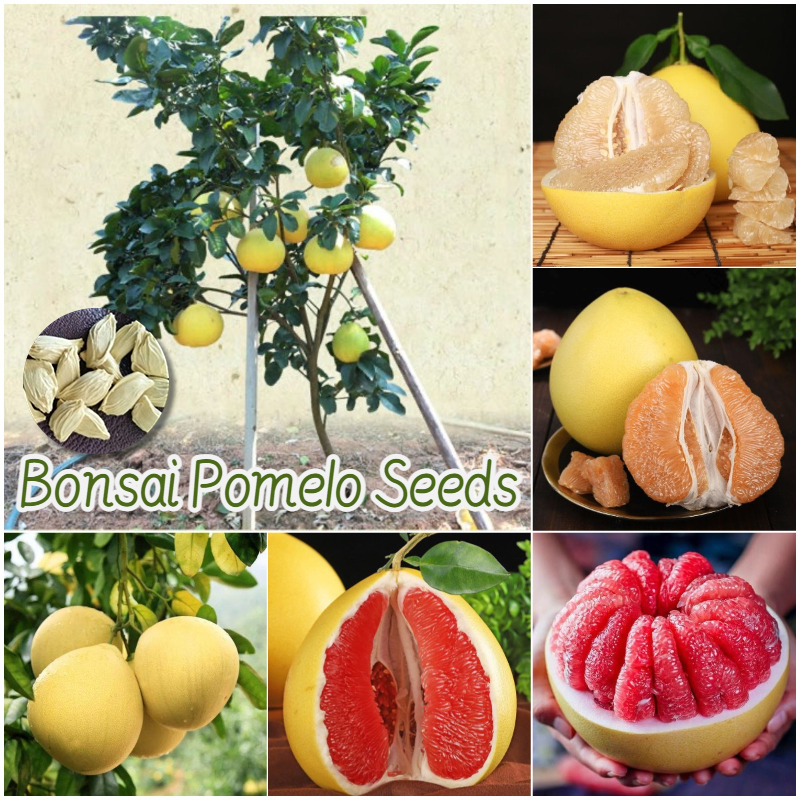 เมล็ดพันธุ์ ต้นส้มโอ บรรจุ 30 เมล็ด Mixed Pomelo Tree Seed Fruit Seeds for Planting Fruit Plants ...