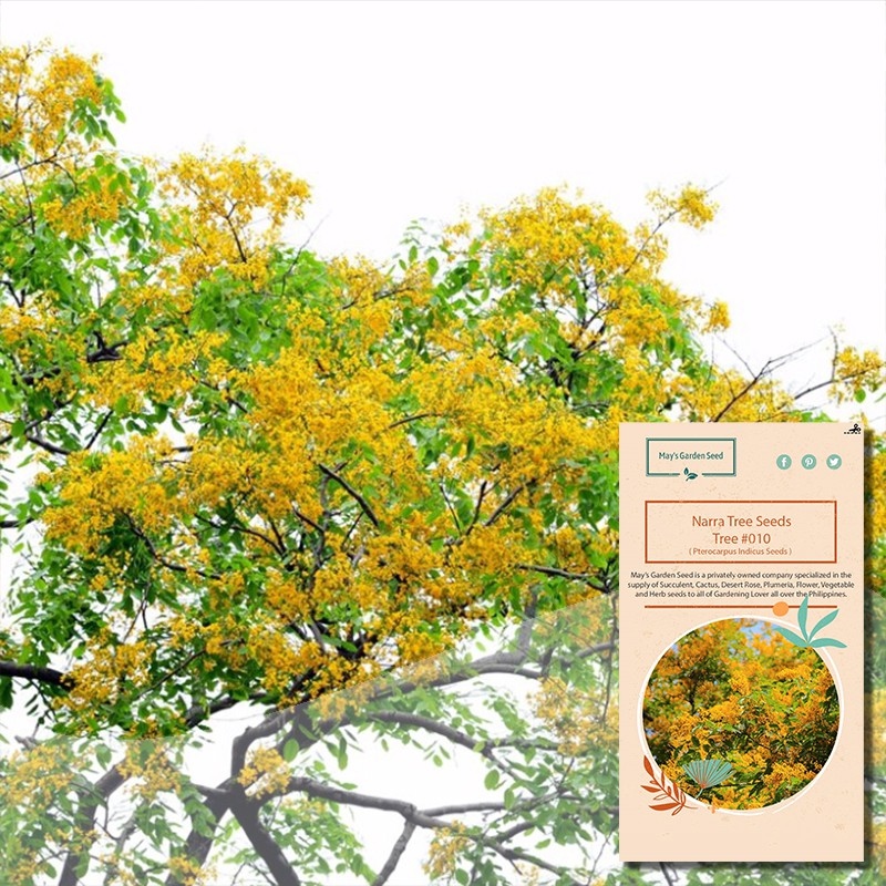 [Hot sales] ♝ Narra Tree Seeds Pterocarpus Indicus Seeds 010 | Lazada PH
