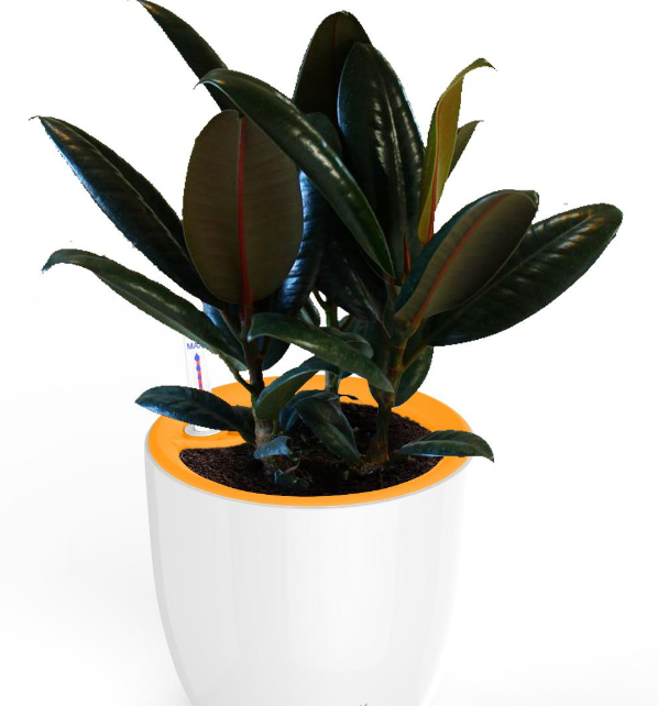 Ficus elastica rubber tree black prince plant seeds | Lazada PH