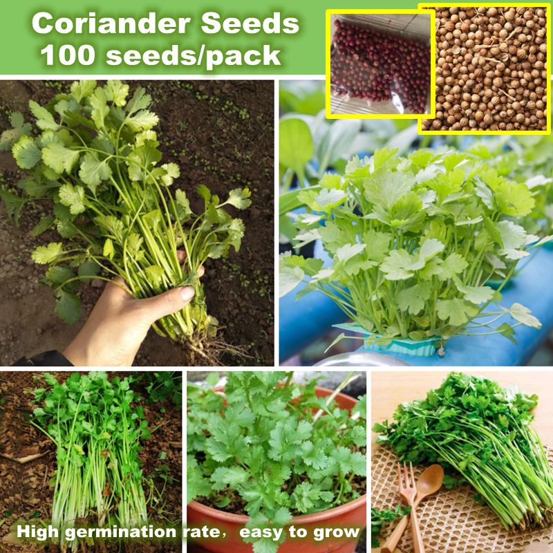 Organic Coriander Seeds Chinese Parsley/Cilantro Seeds Vegetable Seeds for Planting Vegetable ...