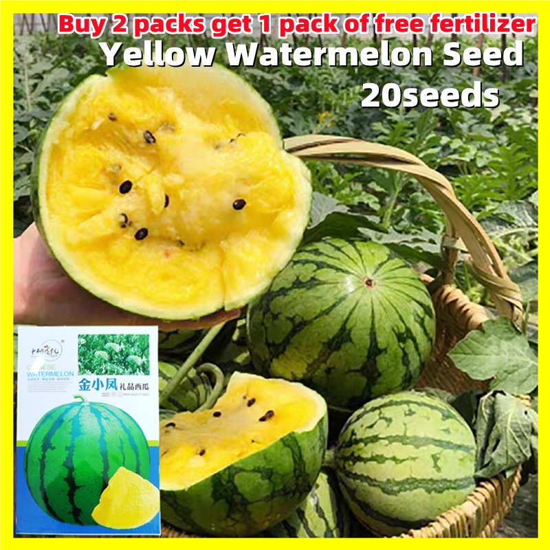 Yellow Watermelon Seeds - 20 Seeds Super Sweet Watermelon Seeds for ...