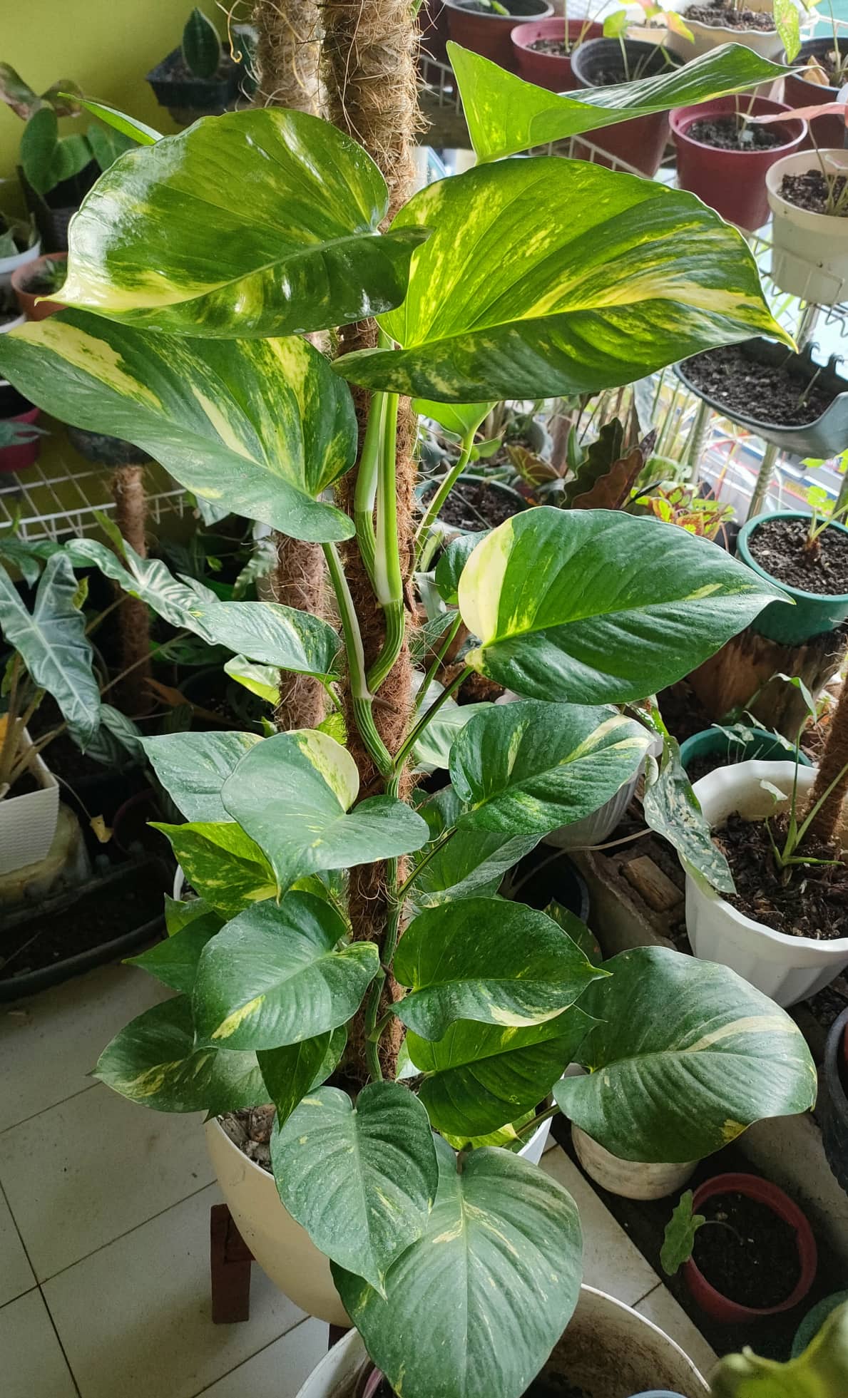 Murang Halaman Golden Pothos | Live plants #giantgoldenpothos #plants # ...