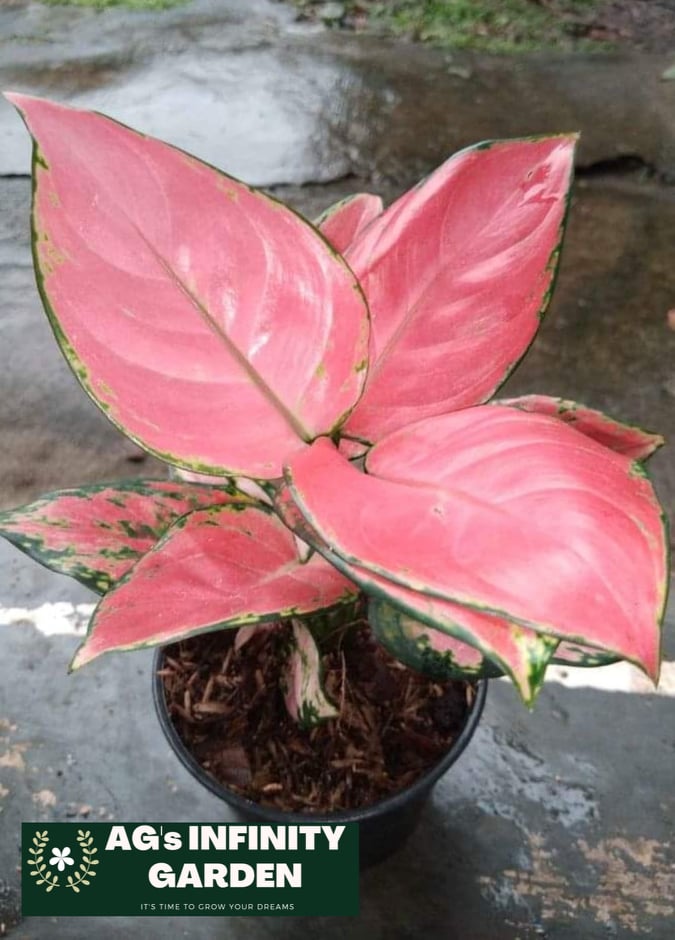 Aglaonema Pink Katrina Live Plants with FREE plastic pot, garden soil ...