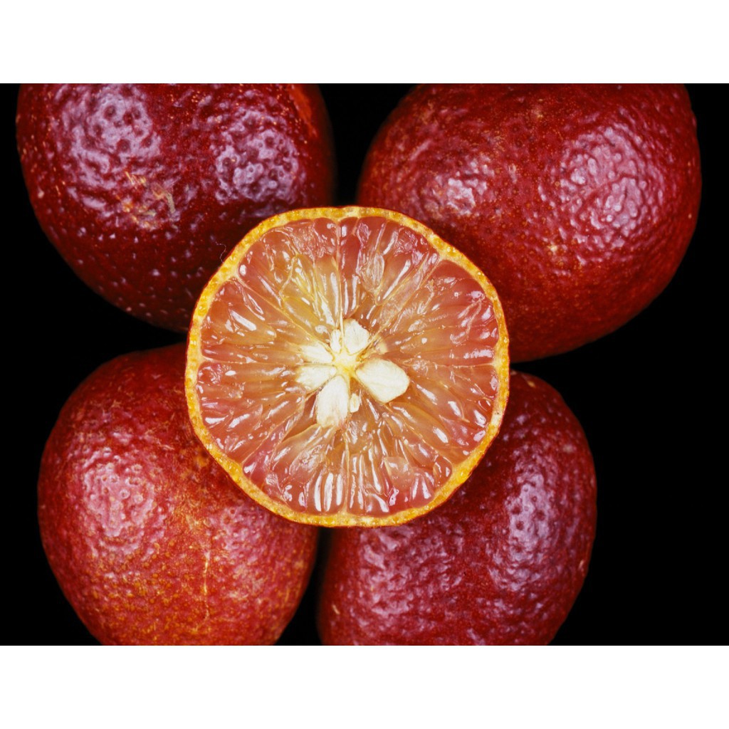 lemon meyer yuzu lemon blood lime fruit tree seeds | Lazada PH
