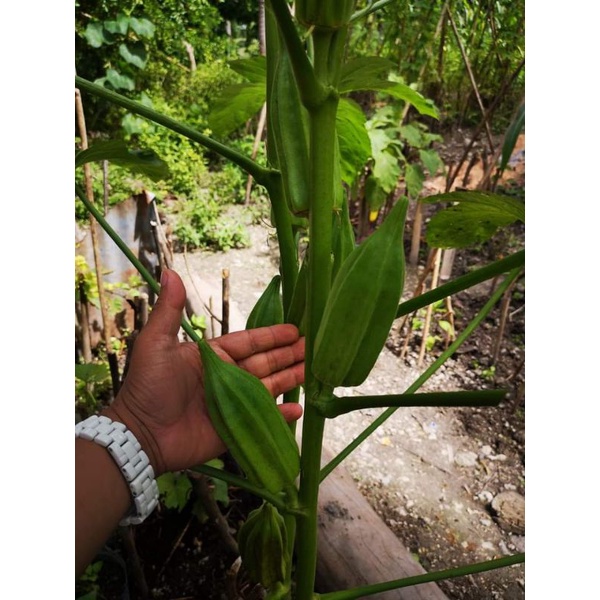 50 Seeds (buy 2 get 1 free) Hybrid Okra Red Ruby Okra Smooth Okra Big ...