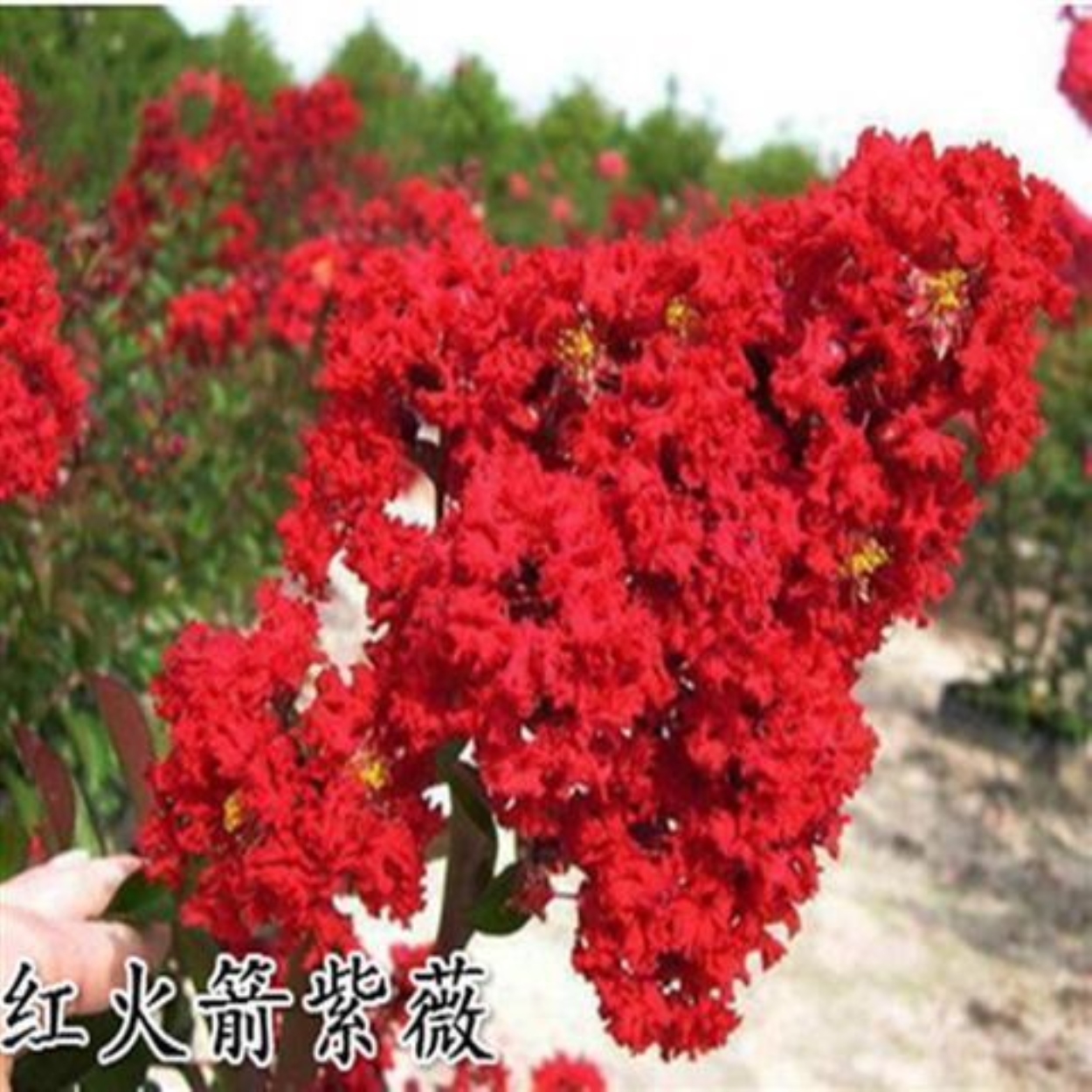 Old courtyard crape myrtle trees red rocket flower seedlings velvet ...