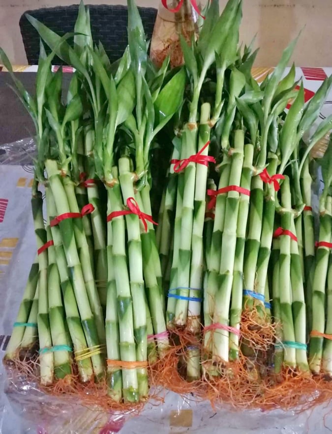 Uprooted Lucky Bamboo Stick per piece (Indoor Plant, Real Plant, Live ...