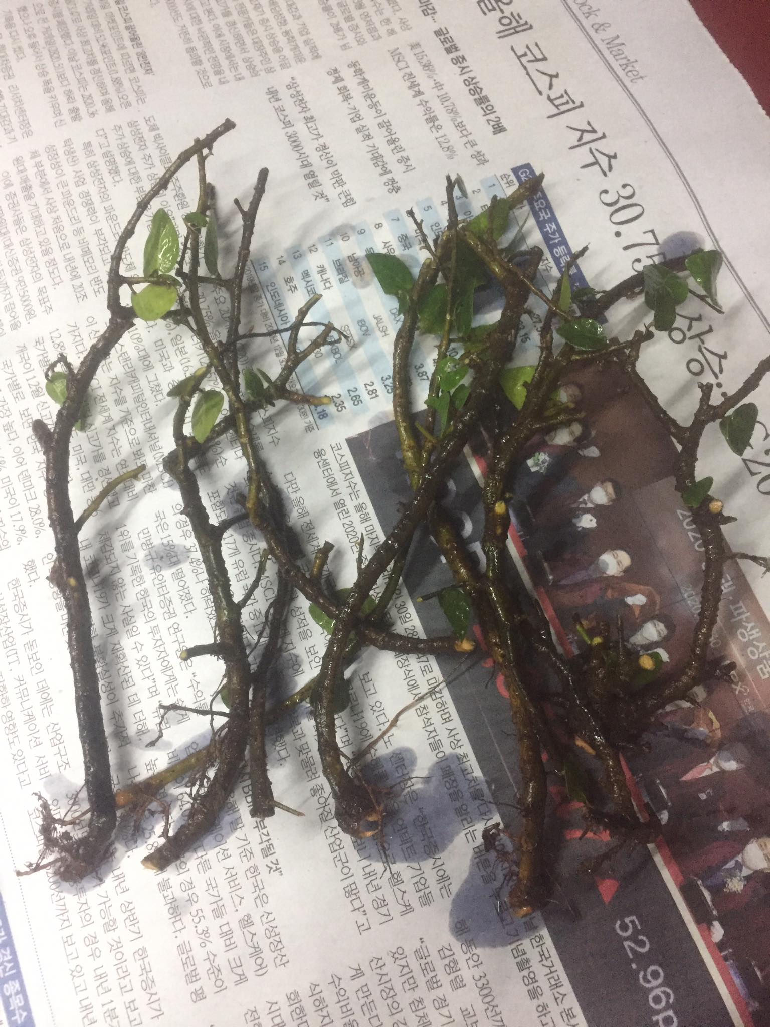 halamang gumagapang sa bakod | Lazada PH