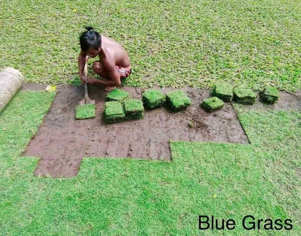 Frog Grass (Live Plant) Best for Landscaping, Softscape, and Garden ...