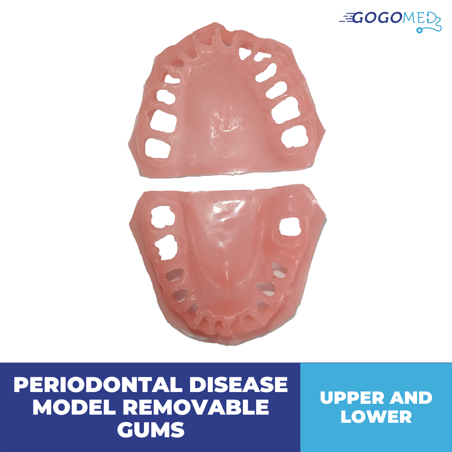 Periodontal Model 1 Model Perio Typo Jaw | Lazada PH
